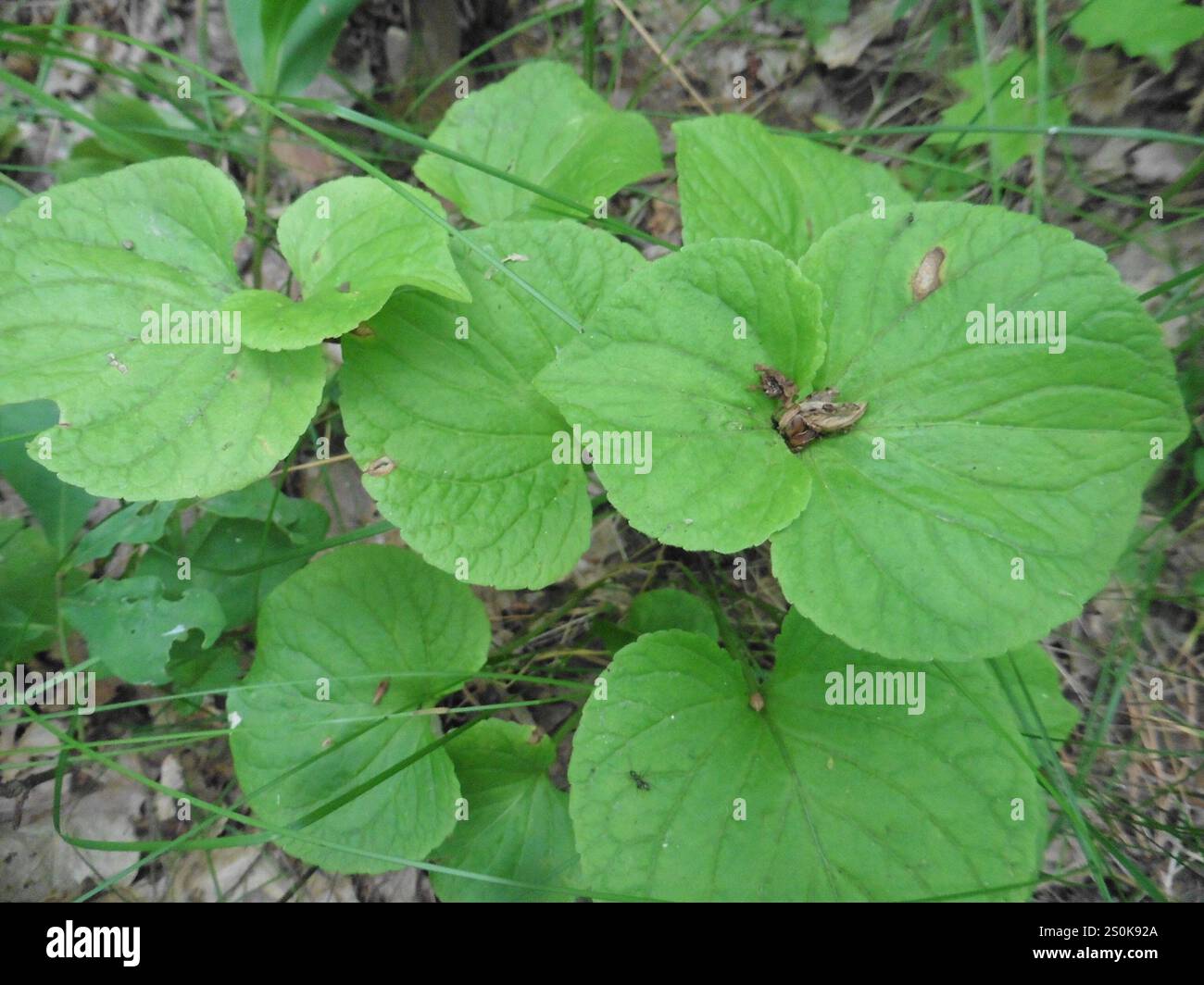 Broad-leaved Violet (Viola mirabilis Stock Photo - Alamy