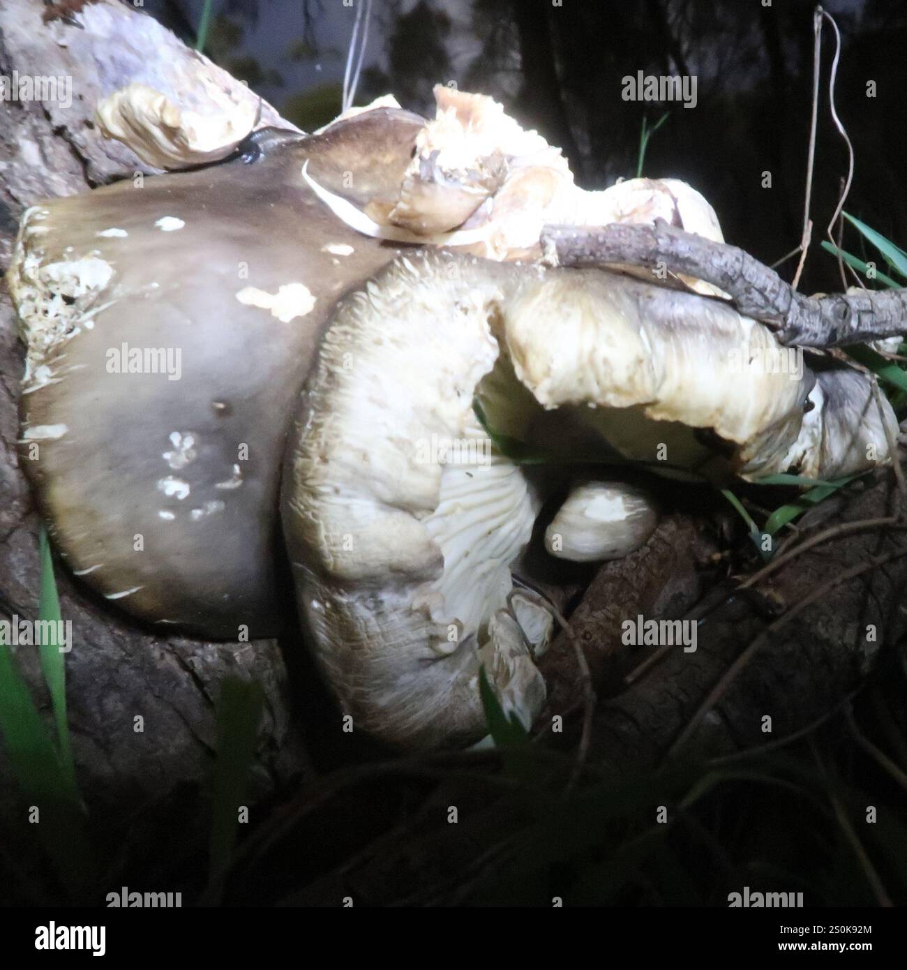ghost fungus (Omphalotus nidiformis Stock Photo - Alamy