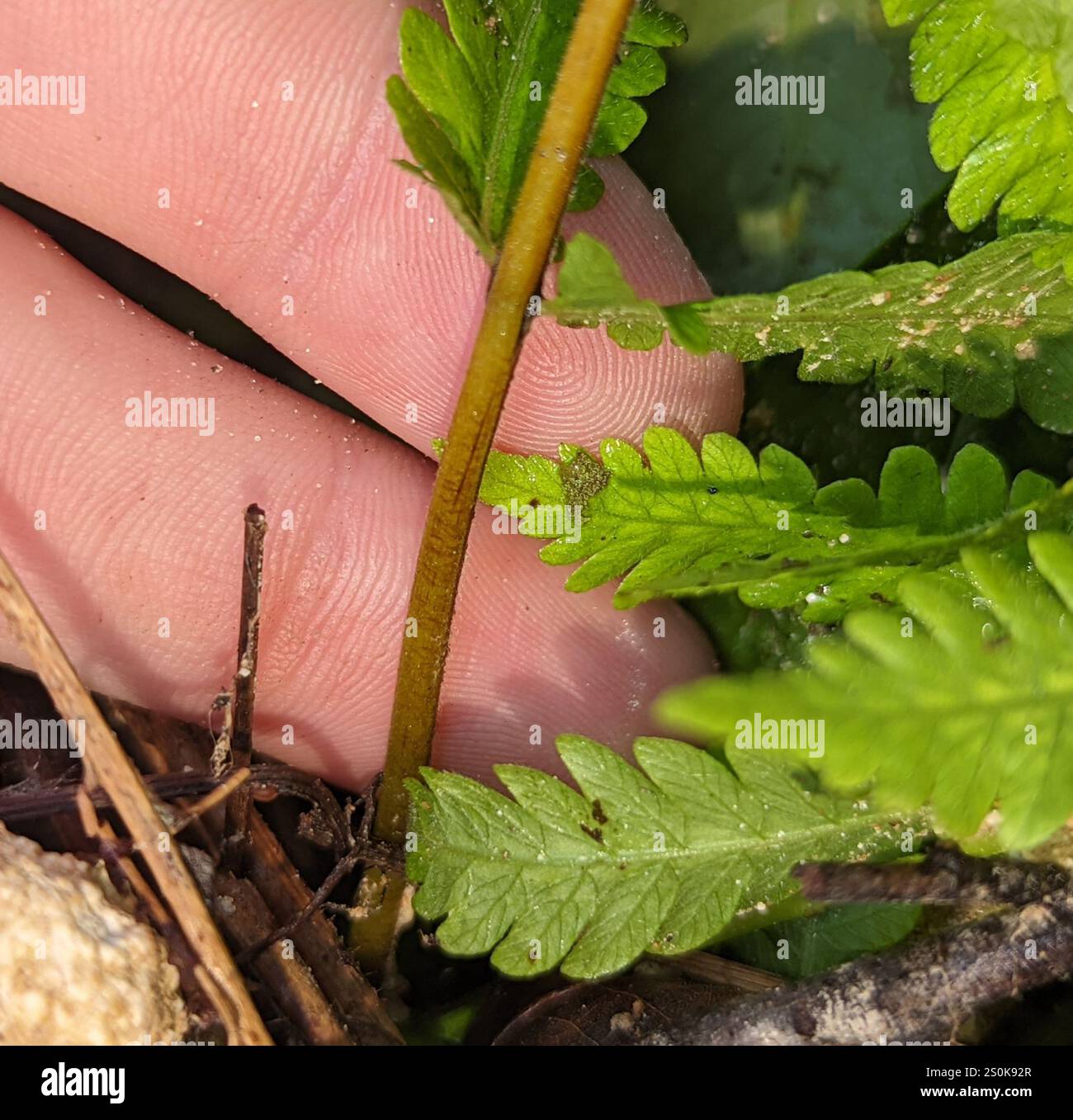 Soft Fern (Christella dentata Stock Photo - Alamy