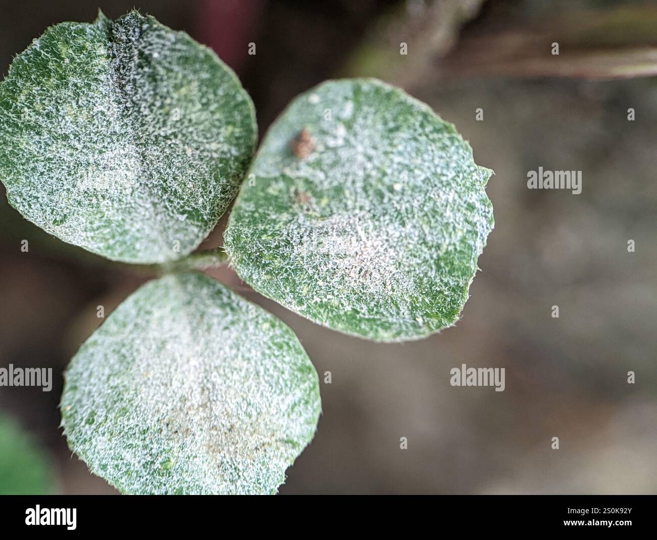 legume powdery mildew group (Erysiphe pisi Stock Photo - Alamy