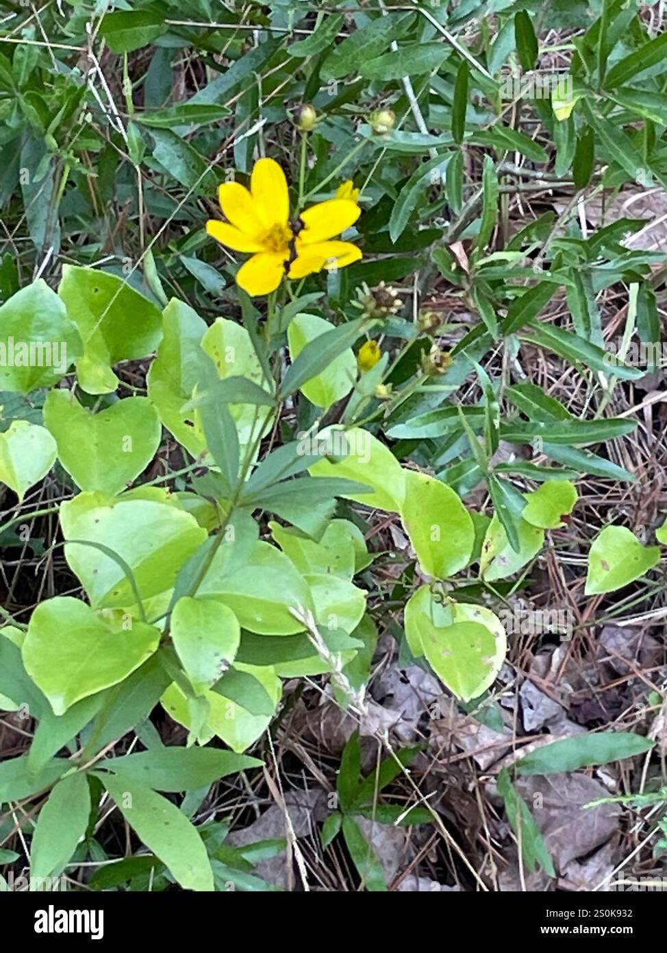 Greater Tickseed (Coreopsis major Stock Photo - Alamy