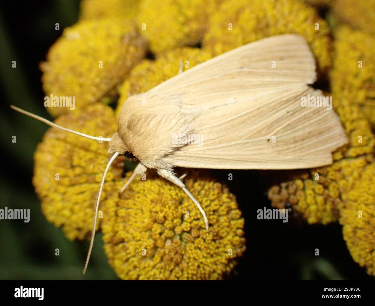Common Wainscot (Mythimna pallens Stock Photo - Alamy
