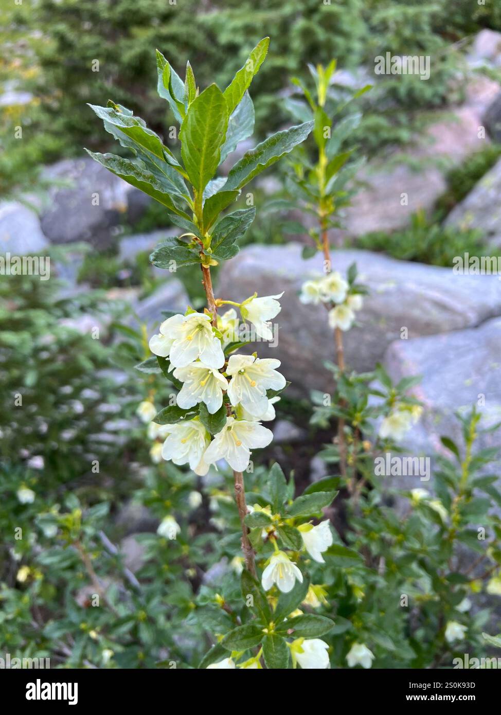 White-flowered Rhododendron (Rhododendron albiflorum Stock Photo - Alamy