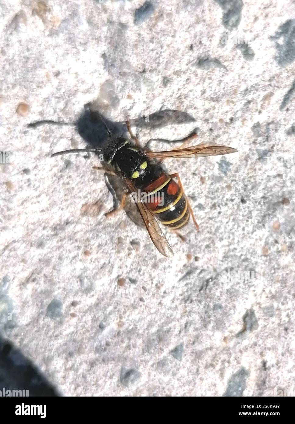 Red-banded Yellowjacket (Vespula rufa Stock Photo - Alamy