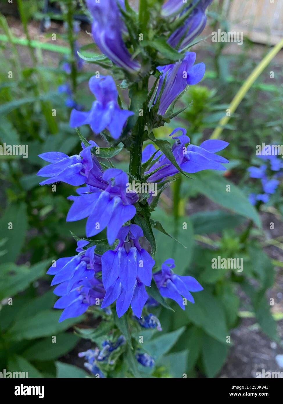 great blue lobelia (Lobelia siphilitica Stock Photo - Alamy