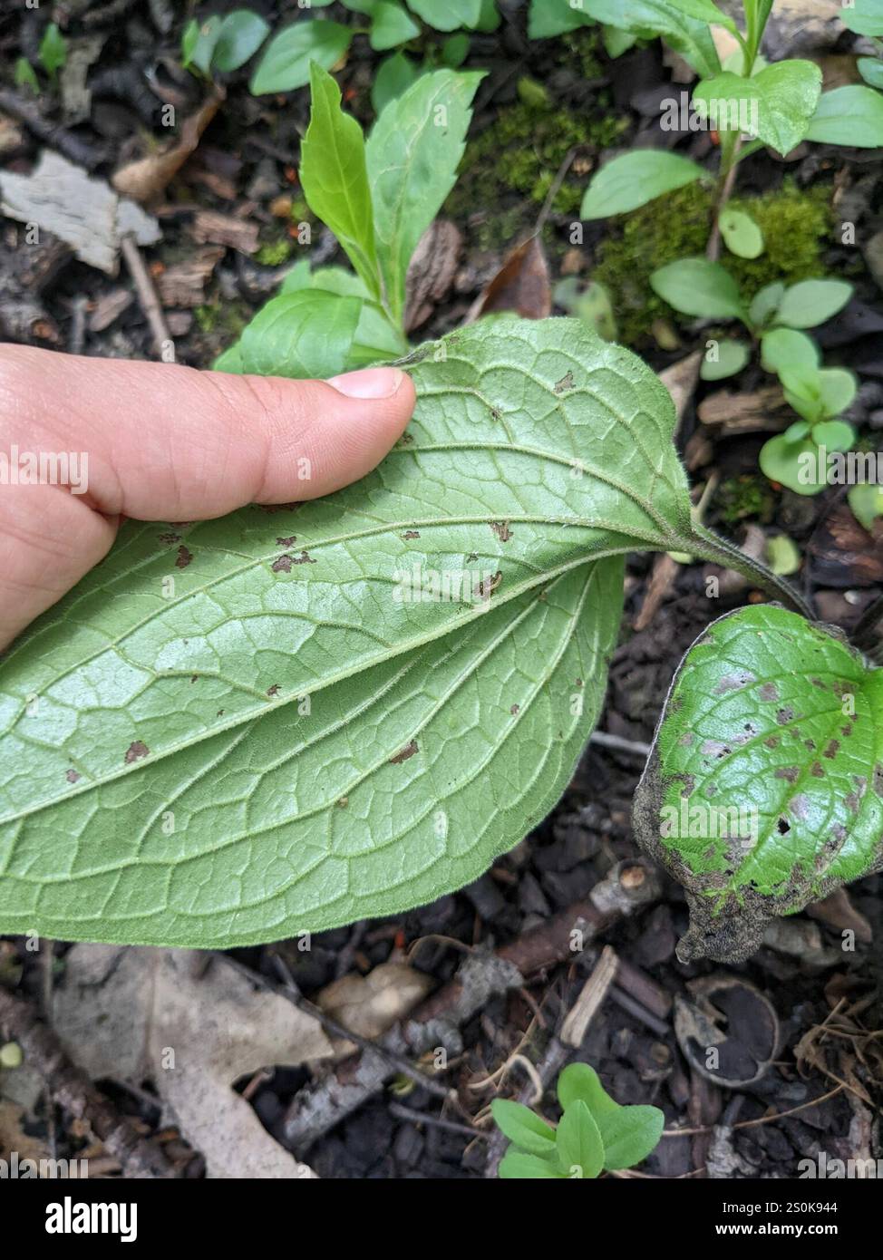 virginia stickseed (Hackelia virginiana Stock Photo - Alamy