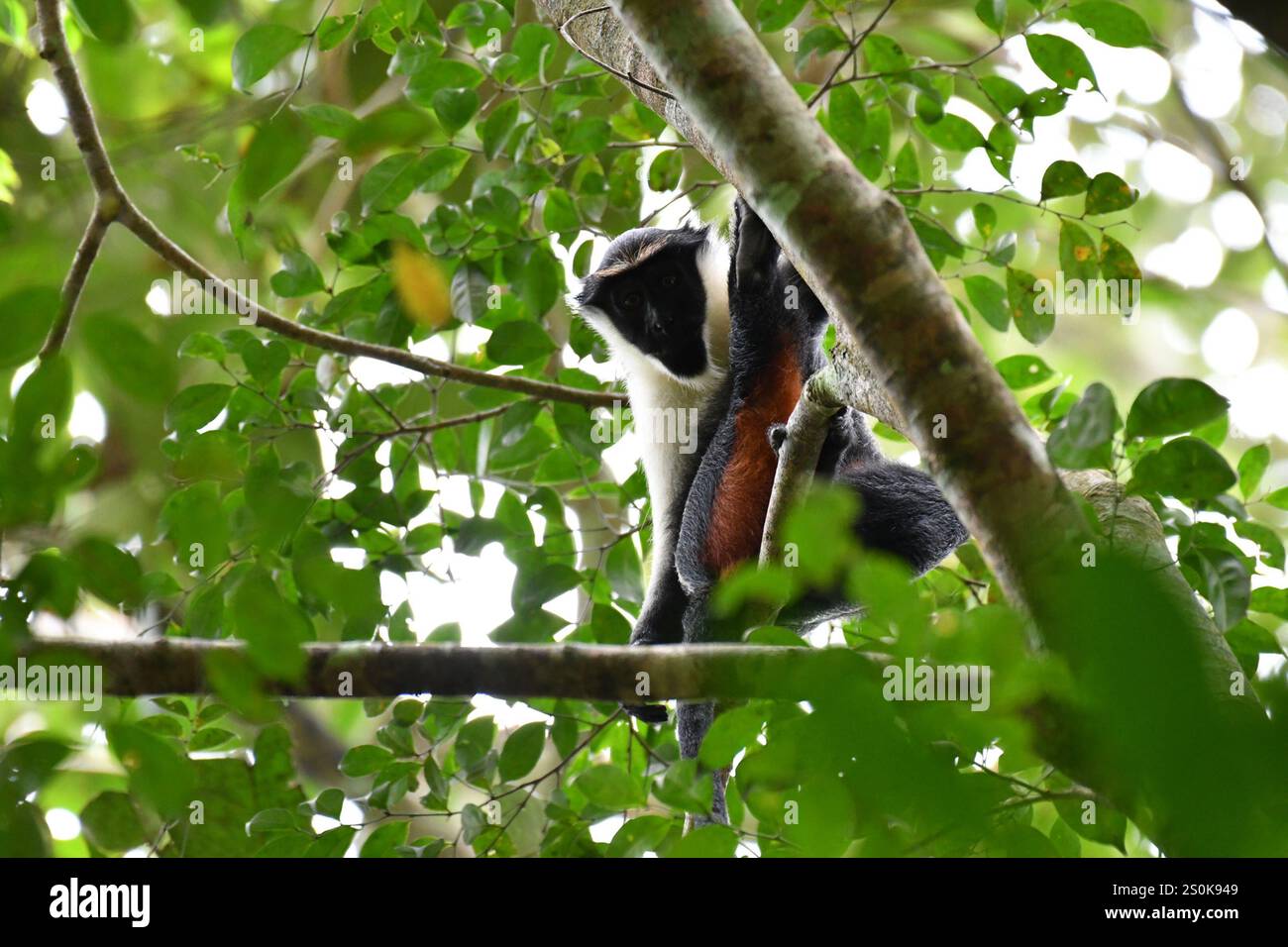 Diana guenon (Cercopithecus diana Stock Photo - Alamy