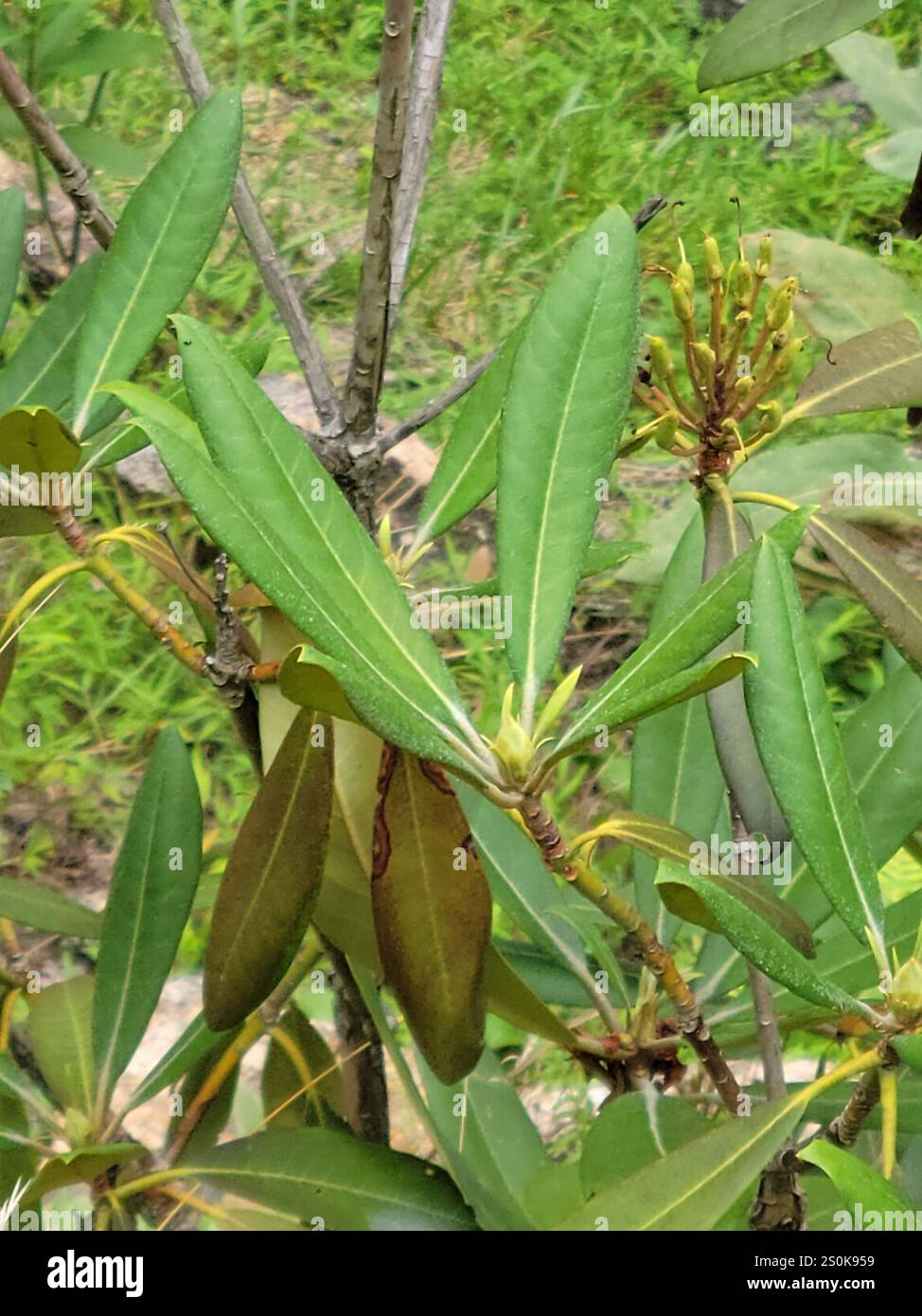 great rhododendron (Rhododendron maximum Stock Photo - Alamy
