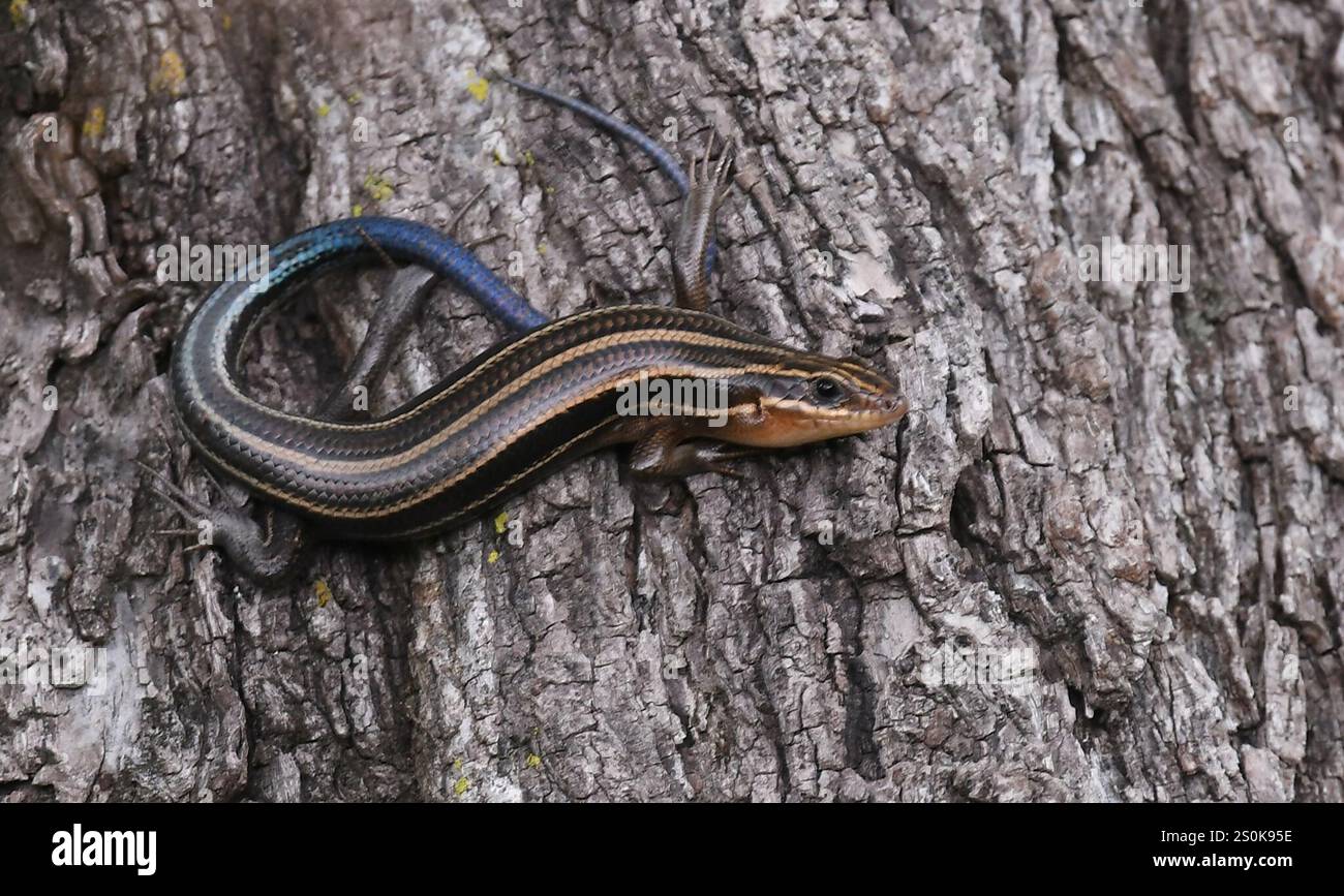 Common Five-lined Skink (Plestiodon fasciatus Stock Photo - Alamy