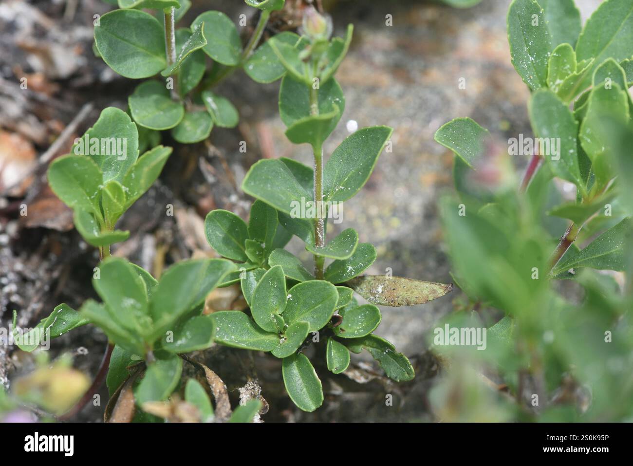 Eggleaf Beardtongue (Penstemon ellipticus Stock Photo - Alamy
