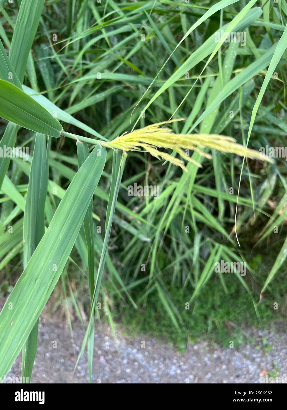 canadian bluejoint (Calamagrostis canadensis Stock Photo - Alamy