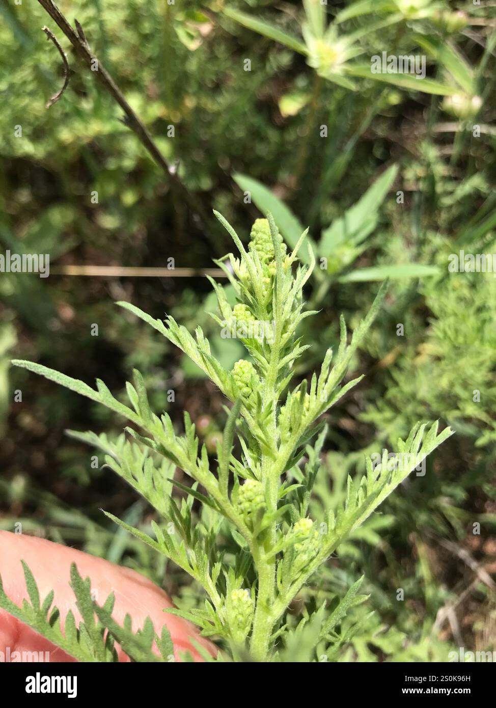 western ragweed (Ambrosia psilostachya Stock Photo - Alamy