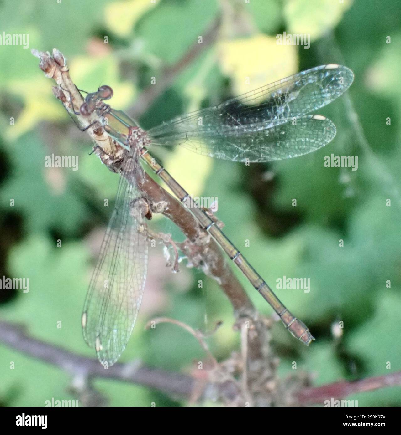 Western Willow Spreadwing (Chalcolestes viridis Stock Photo - Alamy