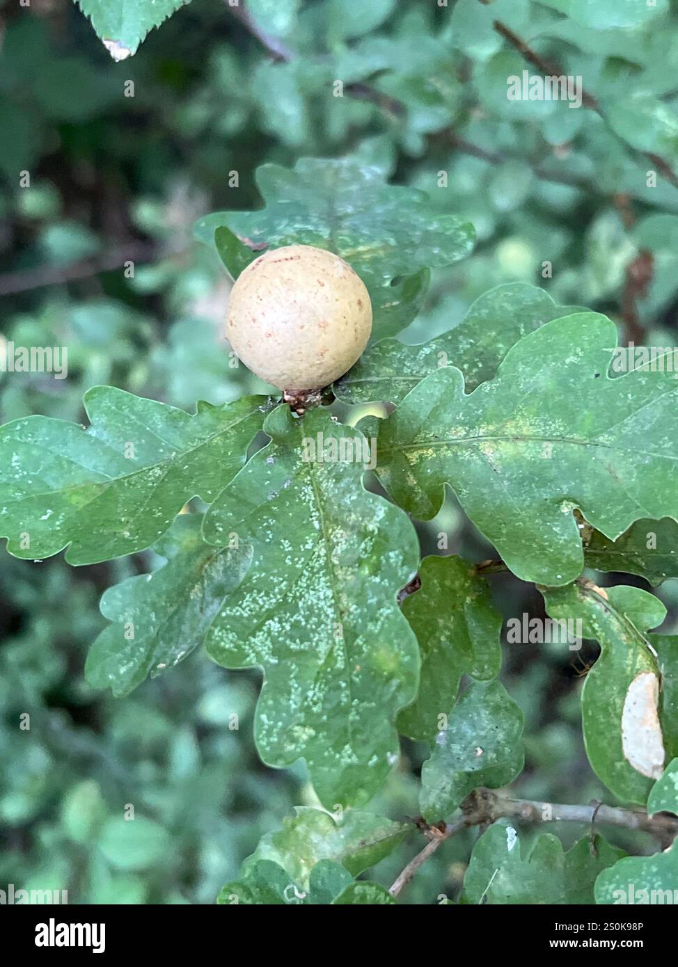 Oak Marble Gall Wasp (Andricus kollari Stock Photo - Alamy