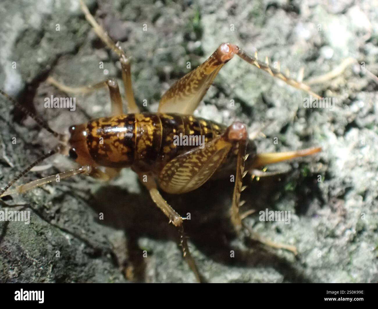 Camel Crickets (Ceuthophilus Stock Photo - Alamy