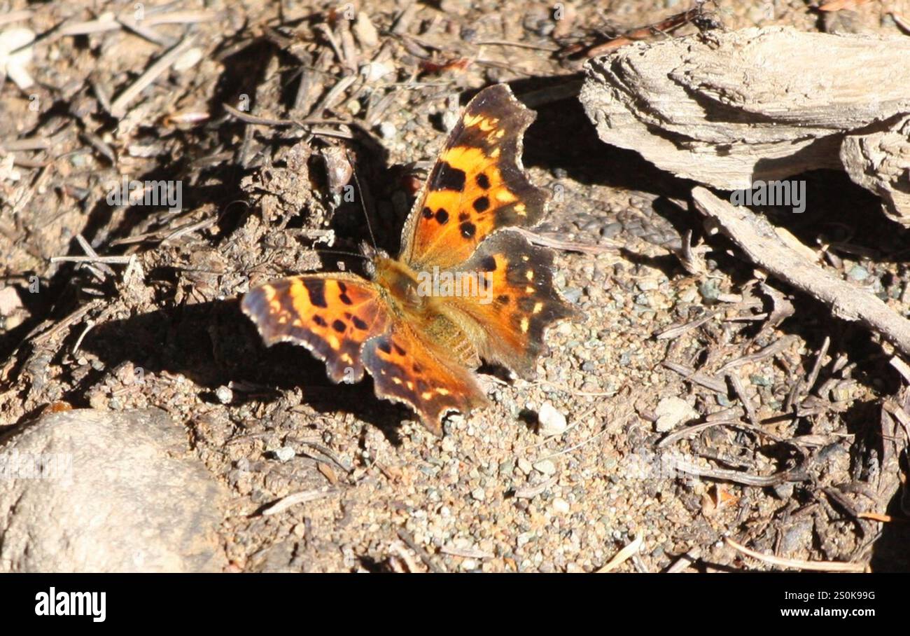 Green Comma (Polygonia faunus Stock Photo - Alamy