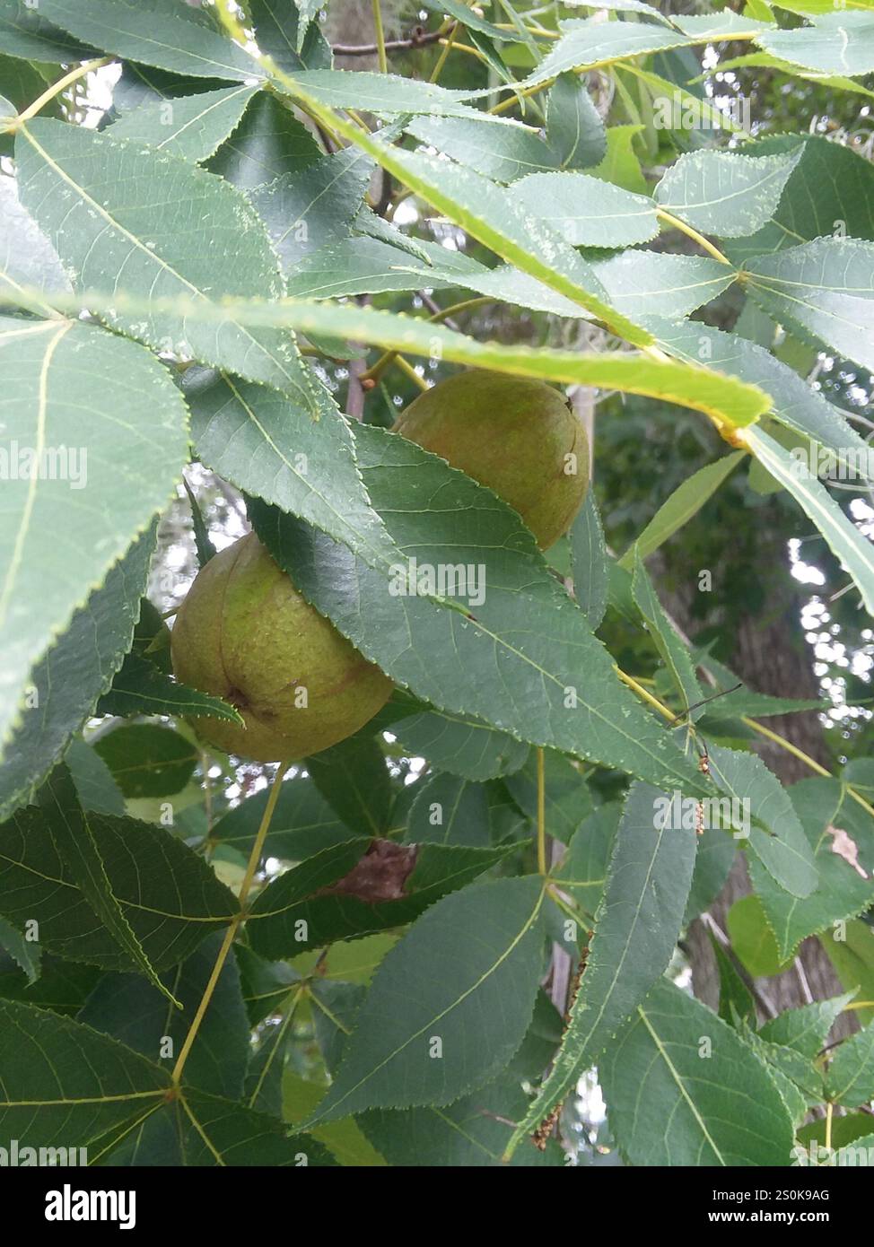 pignut hickory (Carya glabra Stock Photo - Alamy
