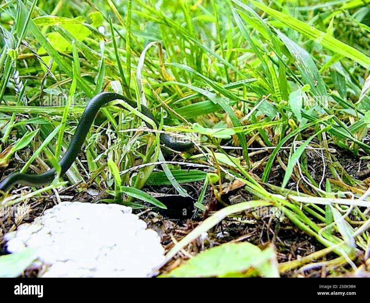 North American Racer (Coluber constrictor Stock Photo - Alamy