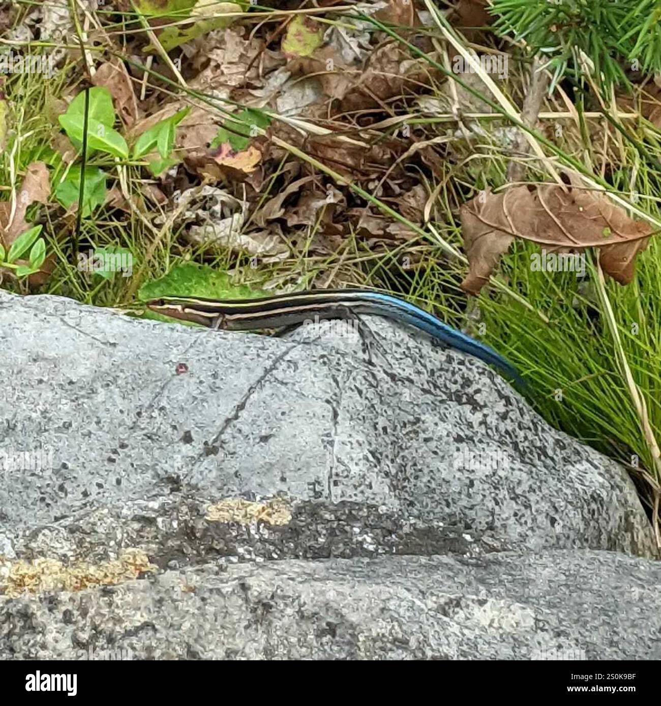 Common Five-lined Skink (Plestiodon fasciatus Stock Photo - Alamy