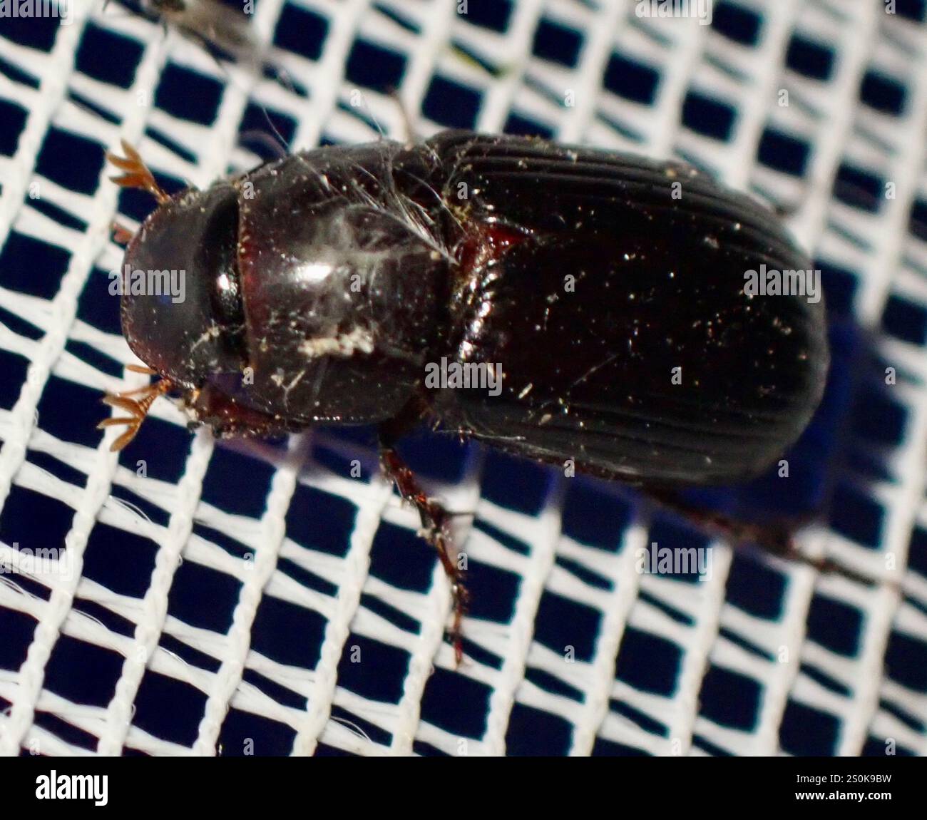 Night-flying Dung Beetle (Acrossus rufipes Stock Photo - Alamy