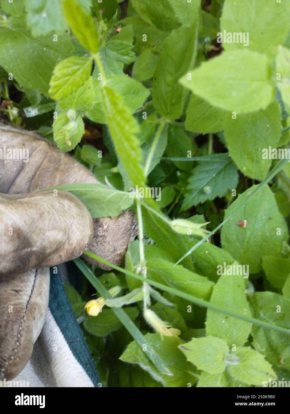 wing-leaf monkeyflower (Erythranthe ptilota Stock Photo - Alamy