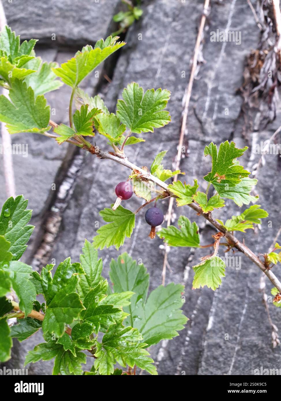 Smooth Gooseberry (Ribes hirtellum Stock Photo - Alamy