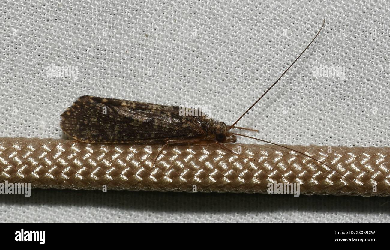 Net-spinning Caddisflies (Hydropsychidae Stock Photo - Alamy