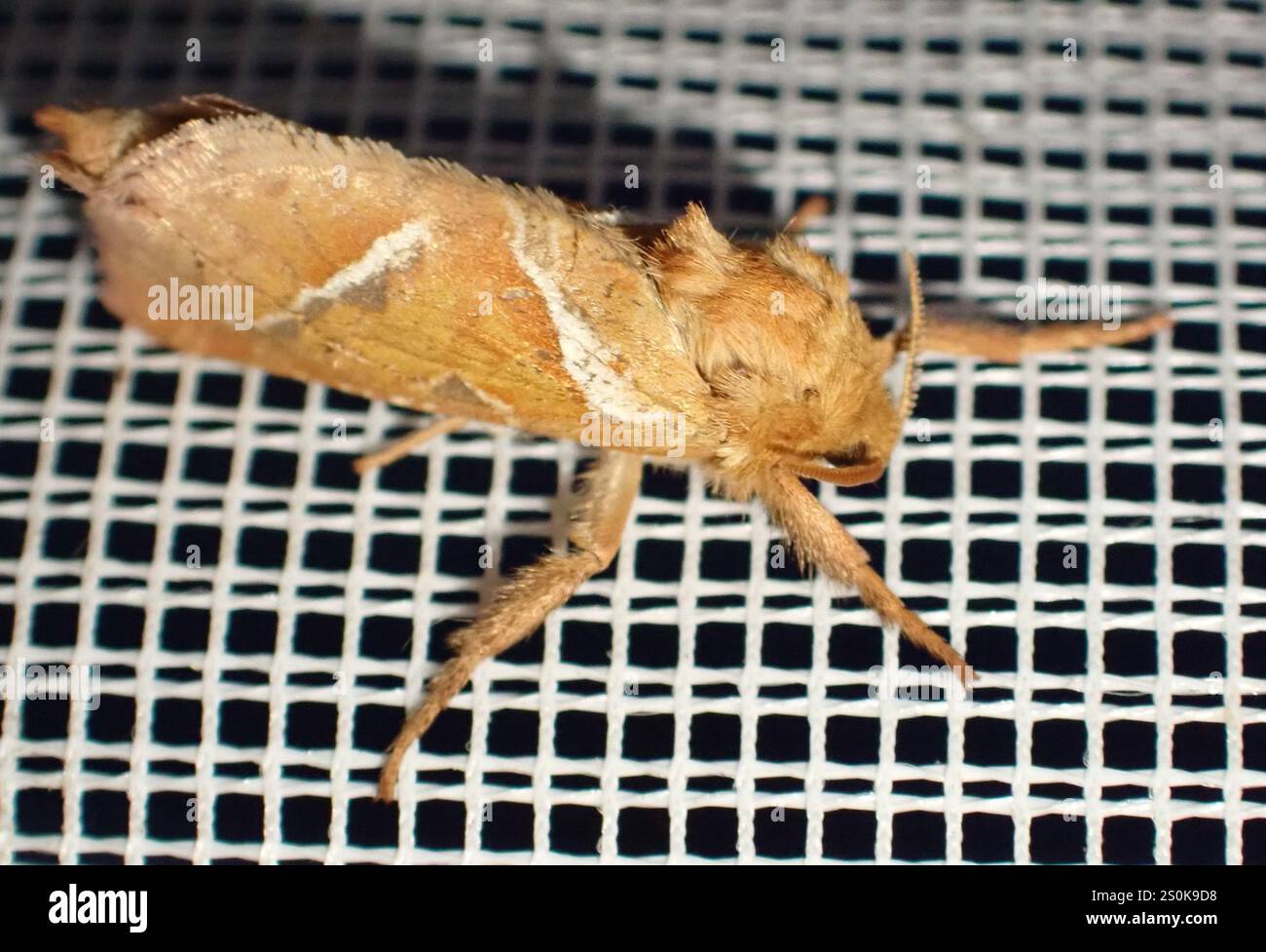 Orange Swift (Triodia sylvina Stock Photo - Alamy Orange Swift (Triodia sylvina Stock Photo - Alamy