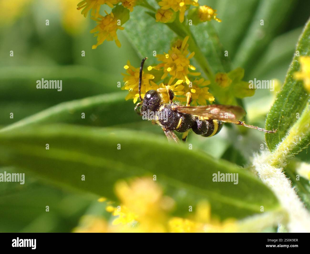 Typical Weevil Wasps and Allies (Cerceris Stock Photo - Alamy