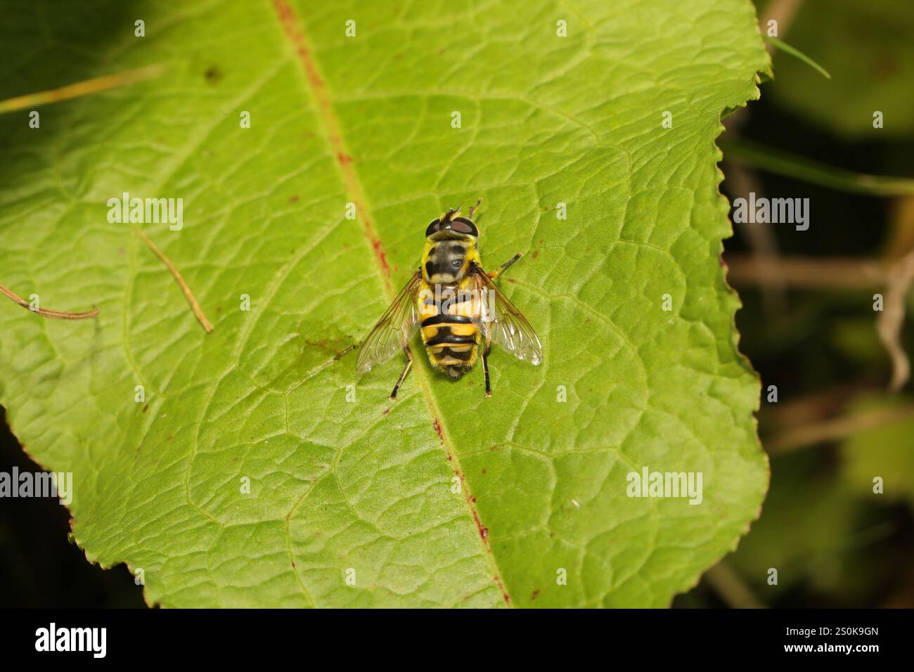 Yellow-haired Sun Fly (Myathropa florea Stock Photo - Alamy