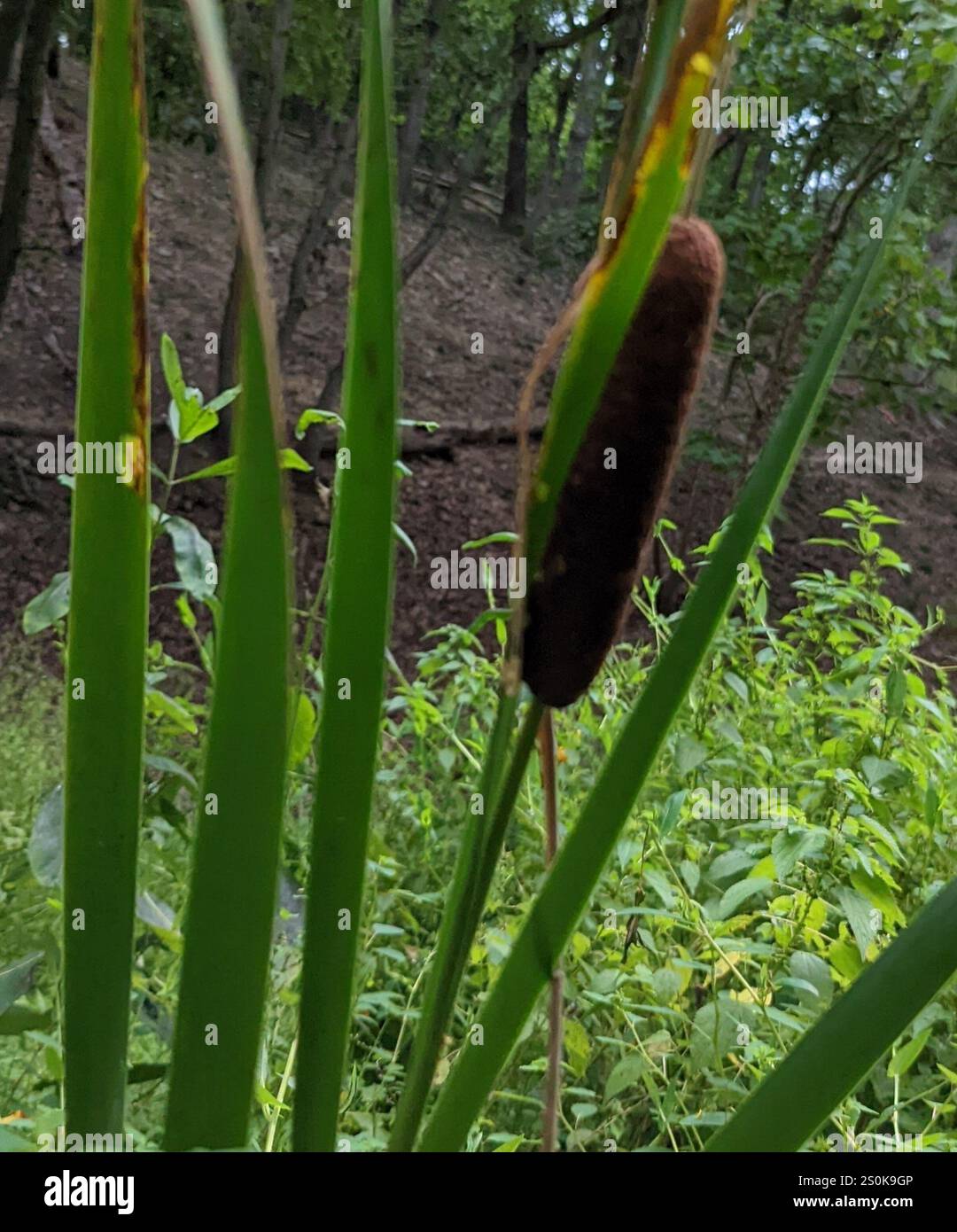 broadleaf cattail (Typha latifolia Stock Photo - Alamy