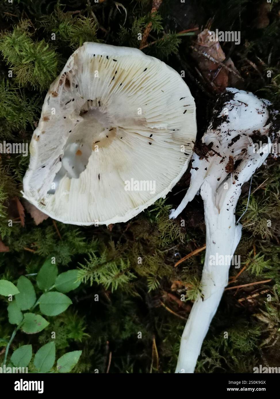 European Destroying Angel (Amanita virosa Stock Photo - Alamy