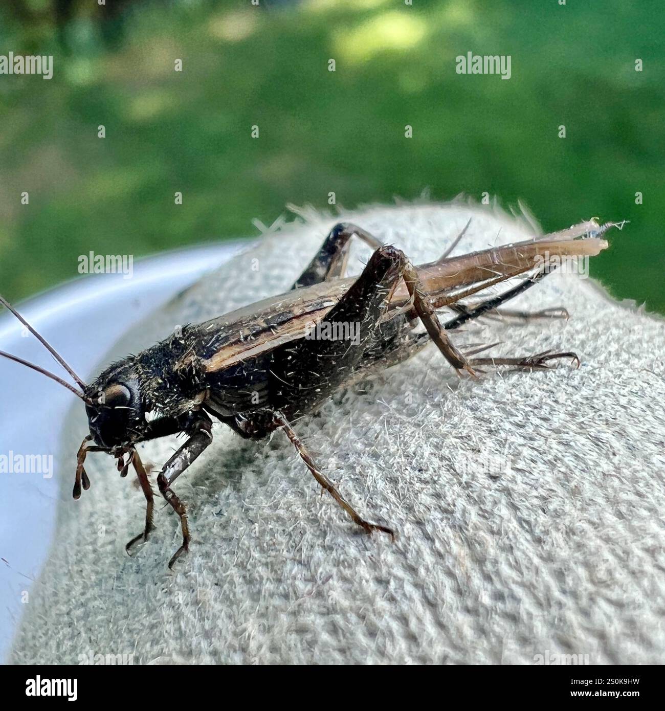 Robust Ground Crickets (Allonemobius Stock Photo - Alamy