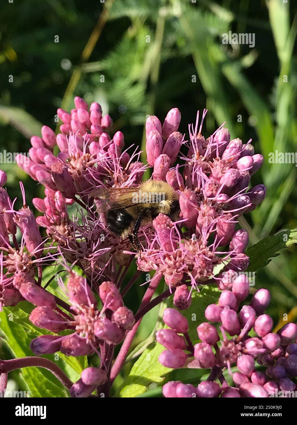 Perplexing Bumble Bee (Bombus perplexus Stock Photo - Alamy