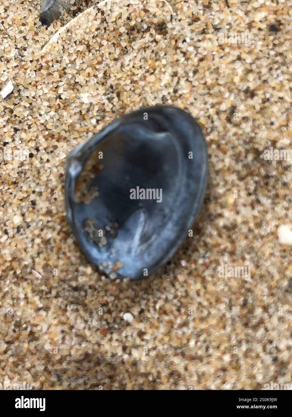 Elliptical Trough Shell (Spisula elliptica Stock Photo - Alamy