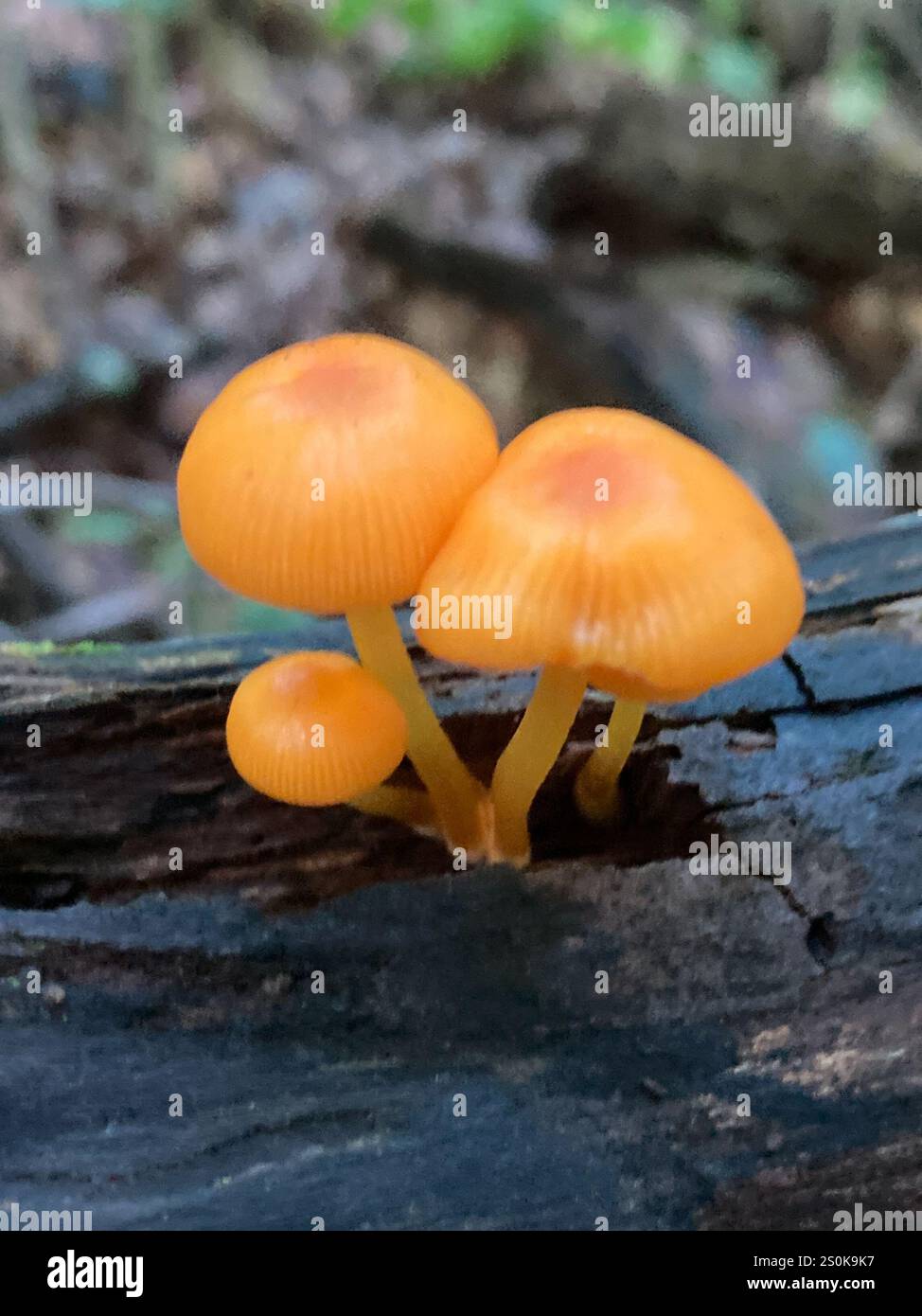 orange mycena (Mycena leaiana Stock Photo - Alamy
