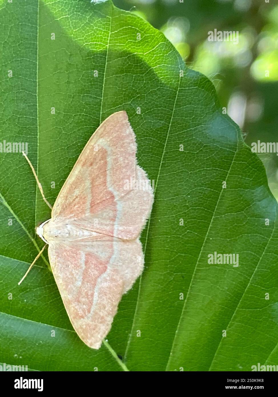 Barred Red (Hylaea fasciaria Stock Photo - Alamy
