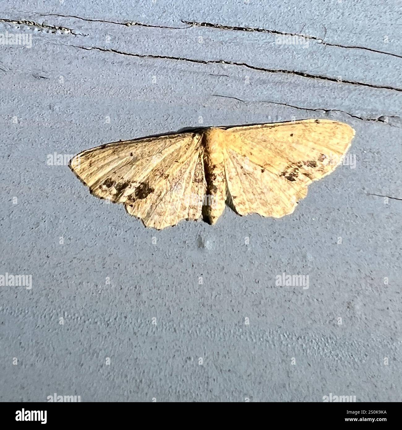 Single-dotted Wave (Idaea dimidiata Stock Photo - Alamy
