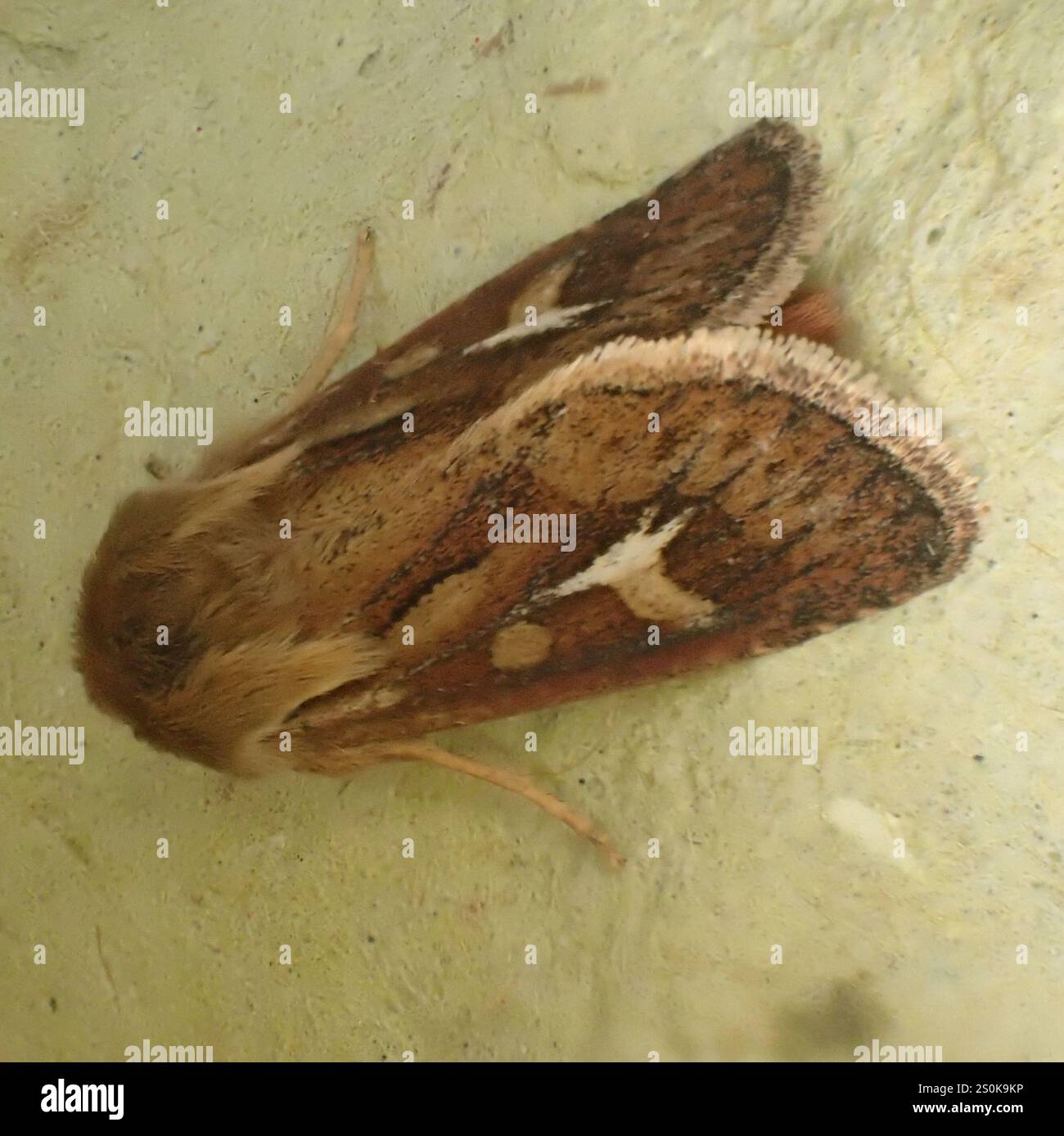 Antler Moth (Cerapteryx graminis Stock Photo - Alamy