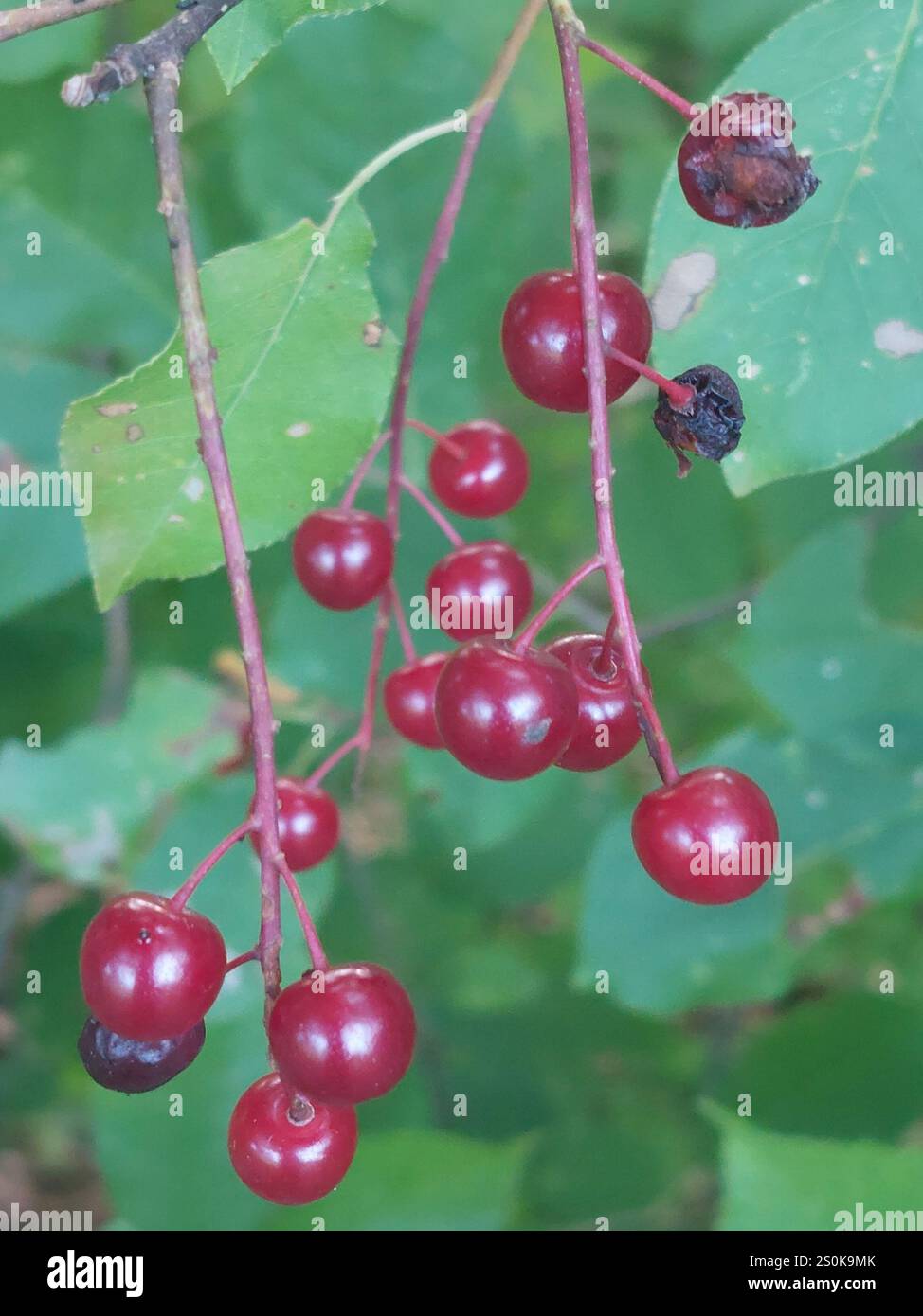 chokecherry (Prunus virginiana Stock Photo - Alamy