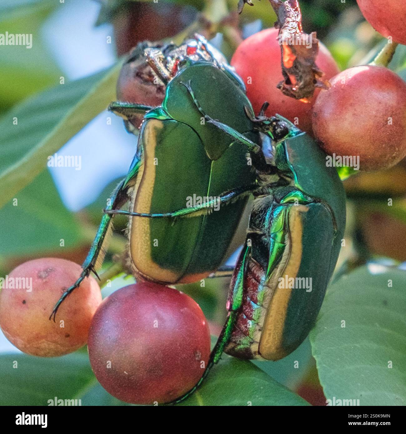 Figeater Beetle (Cotinis mutabilis Stock Photo - Alamy