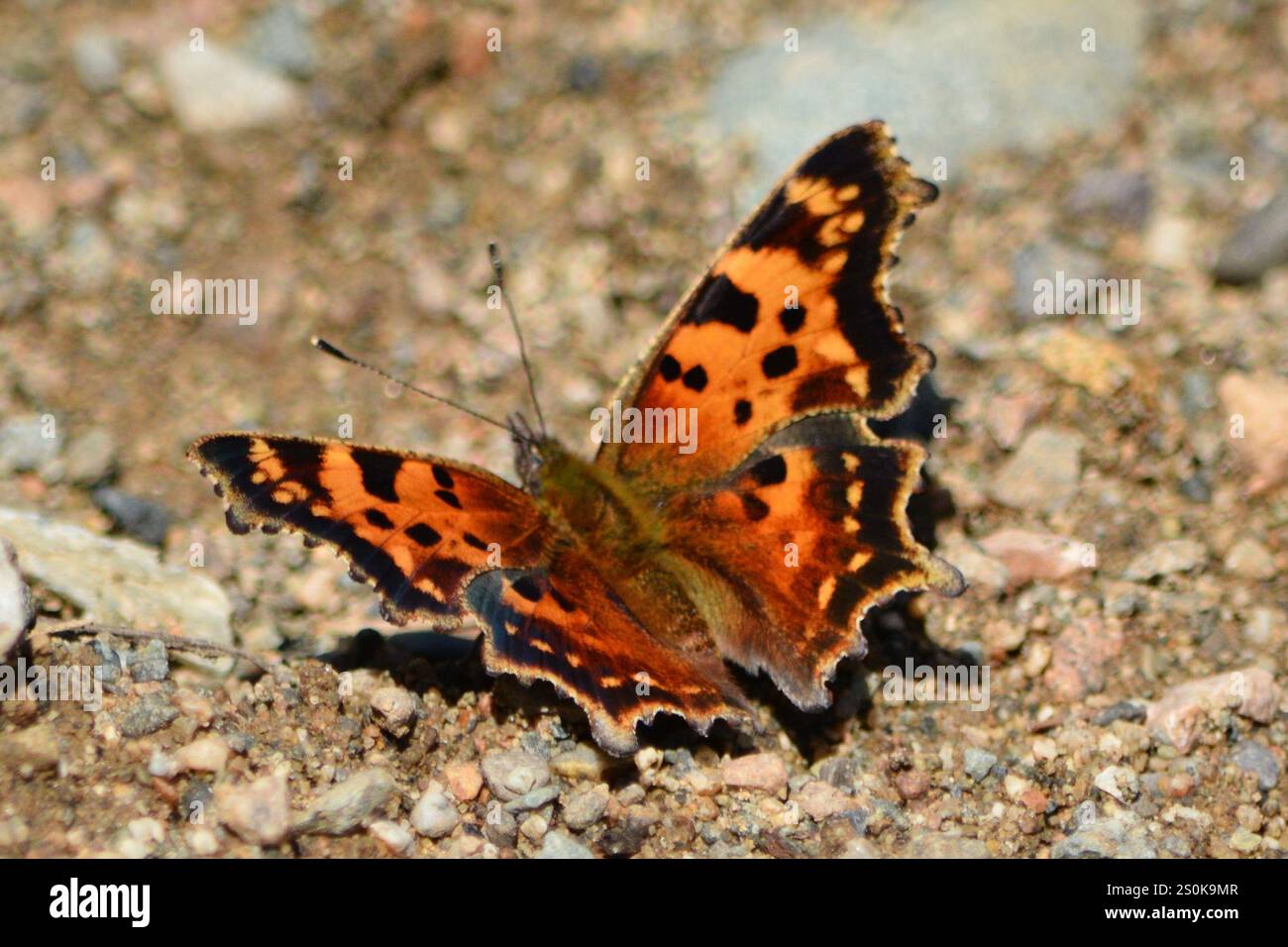 Green Comma (Polygonia faunus Stock Photo - Alamy