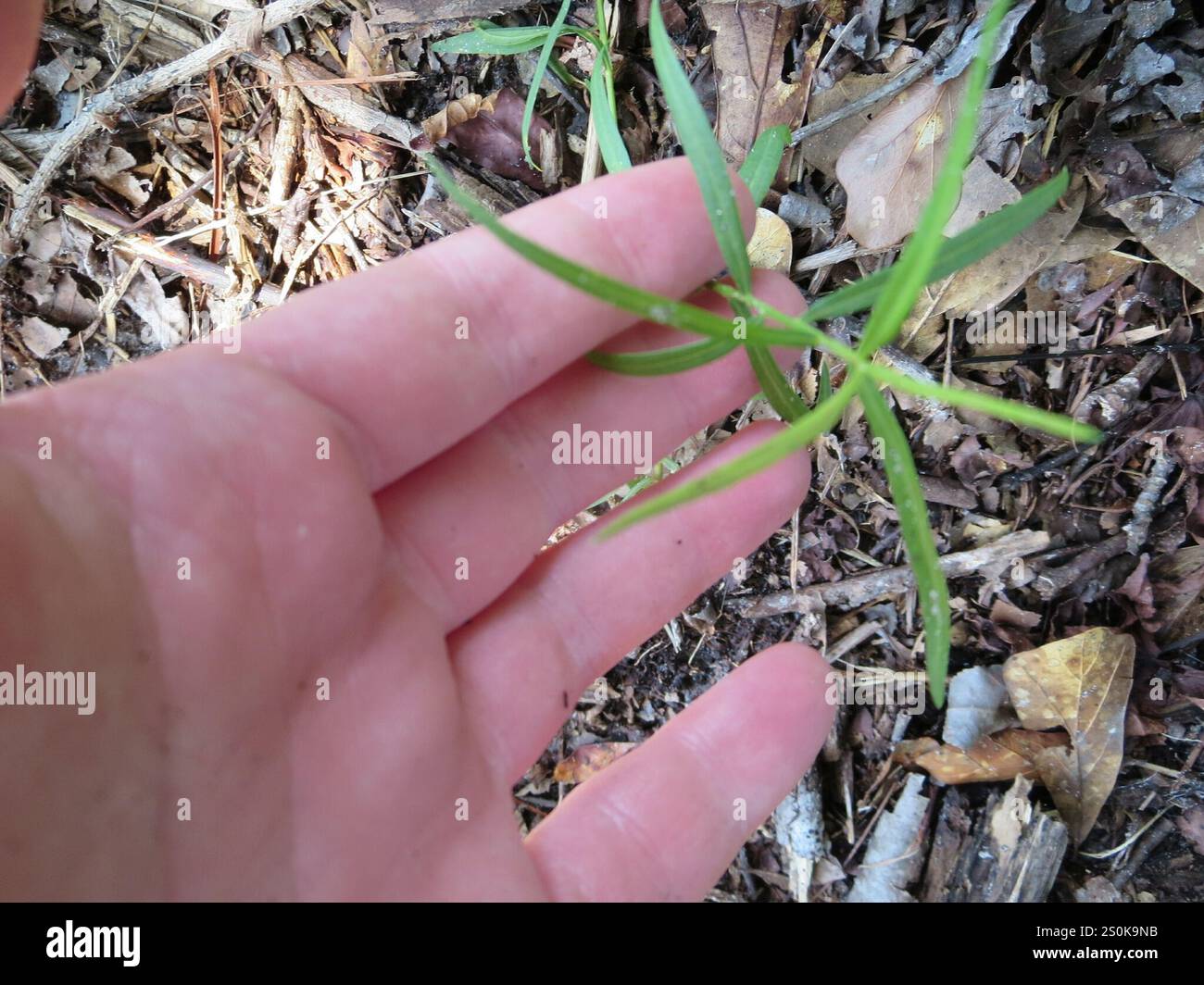 whorled milkweed (Asclepias verticillata Stock Photo - Alamy
