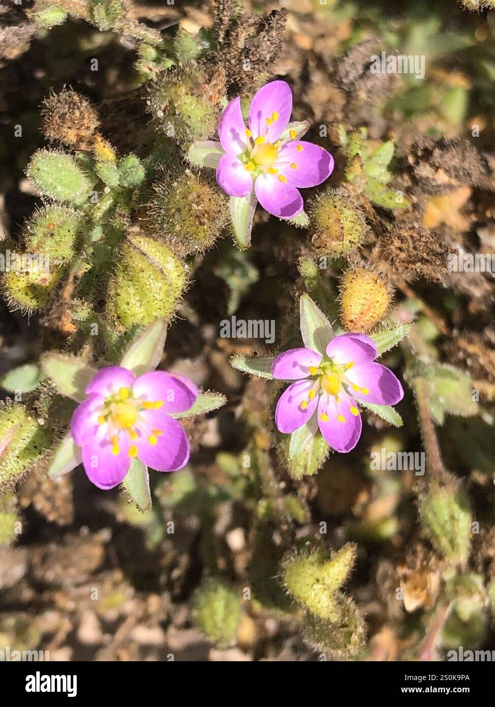 Sticky Sand-Spurrey (Spergularia macrotheca Stock Photo - Alamy