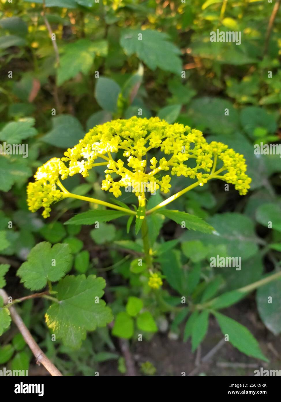 eastern valerian (Patrinia scabiosifolia Stock Photo - Alamy