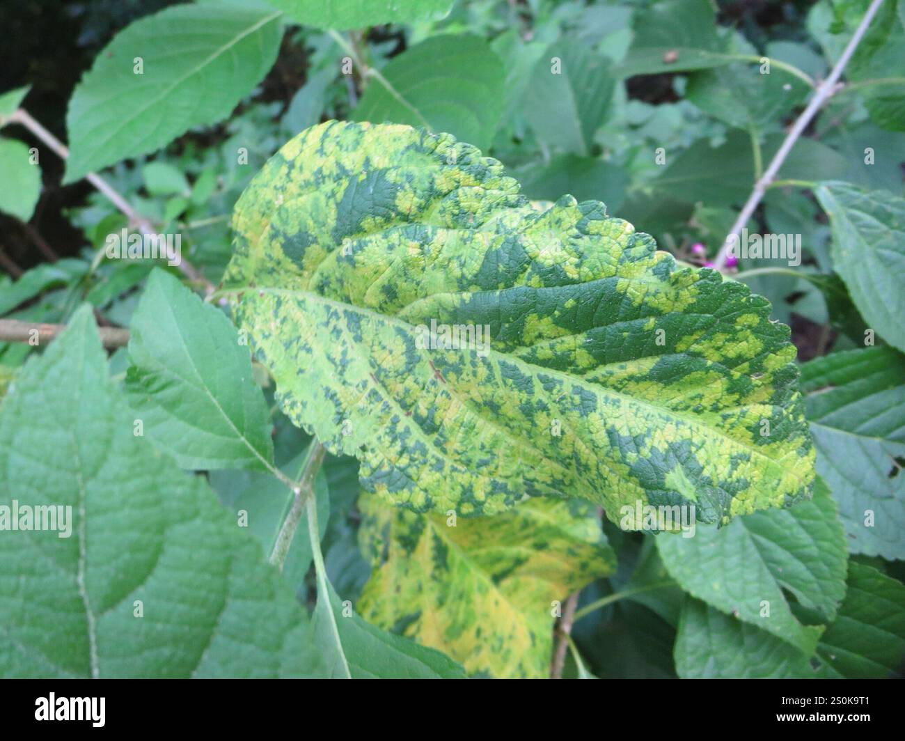 Cucumber mosaic virus (Cucumovirus cmv Stock Photo - Alamy