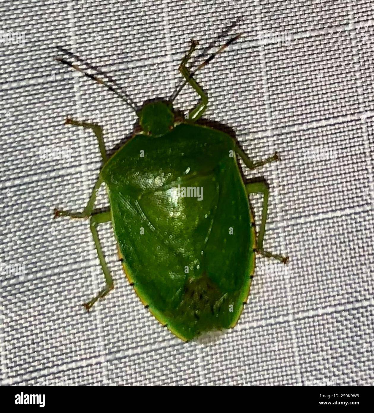 Green Stink Bug (Chinavia hilaris Stock Photo - Alamy