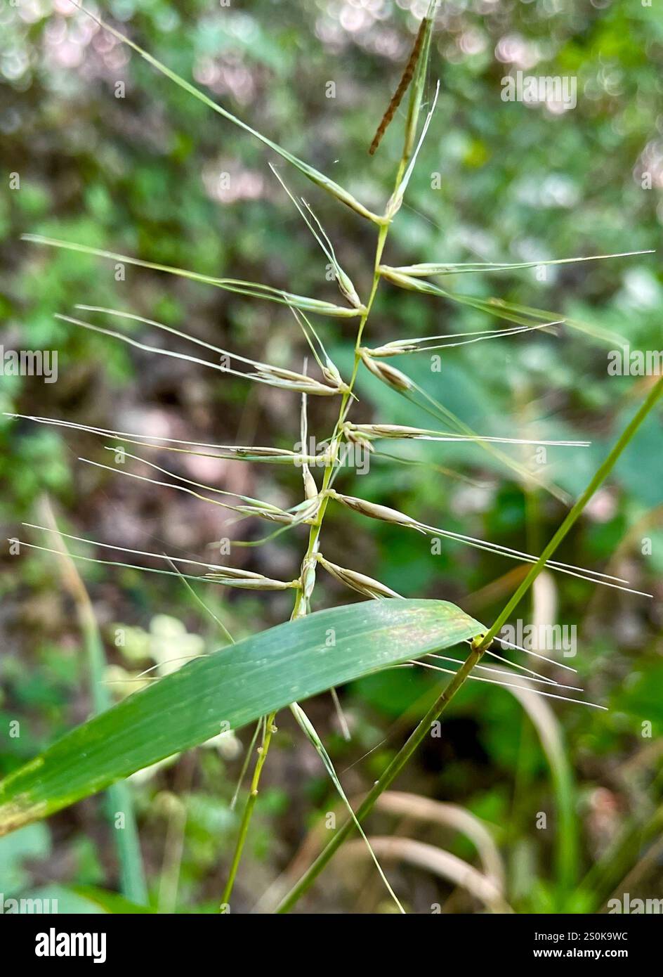 bottlebrush grass (Elymus hystrix Stock Photo - Alamy