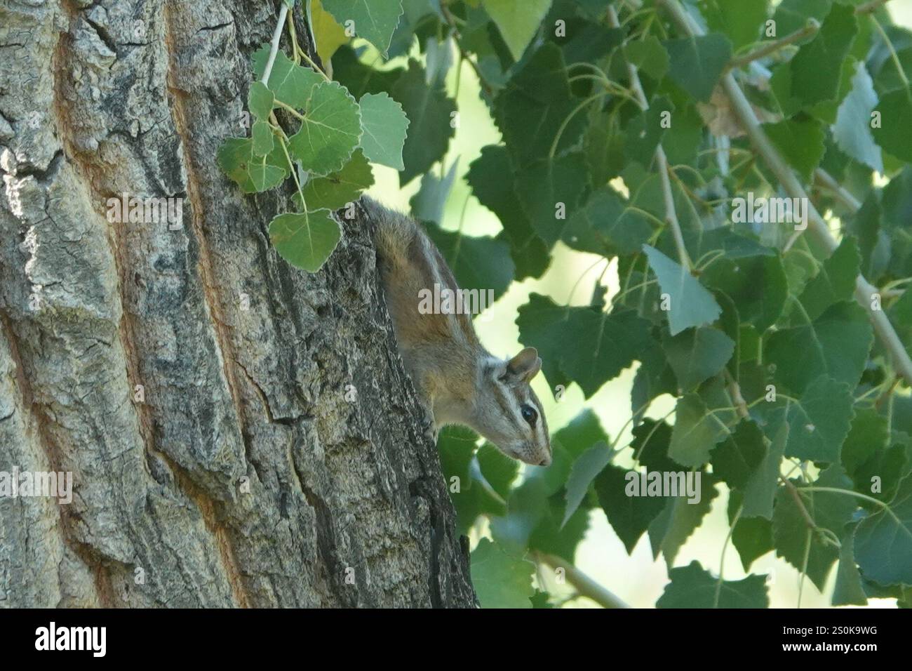 Merriam's Chipmunk (Neotamias merriami Stock Photo - Alamy