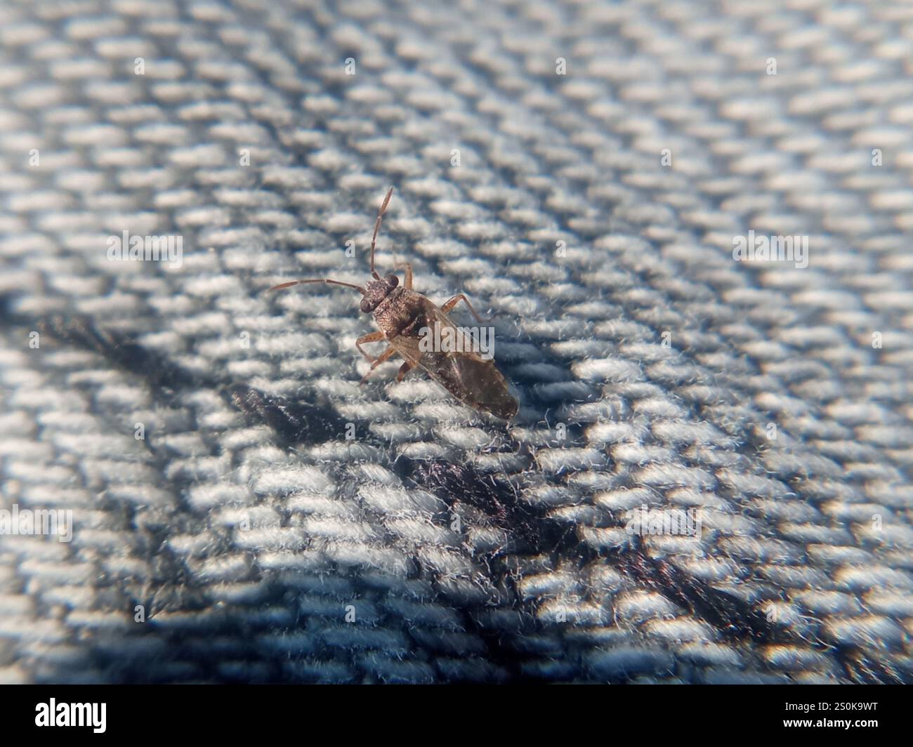 False chinch bugs (Nysius Stock Photo - Alamy